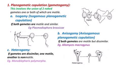 Reproduction In Plant Pathogenic Fungi Pptx