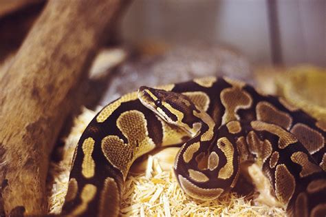 what s the difference between a ball python and a royal python my