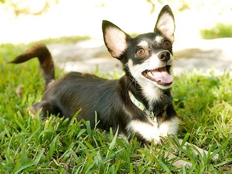 Pippi Short Stockings Available For Adoption In Tx Blue Dog Rescue