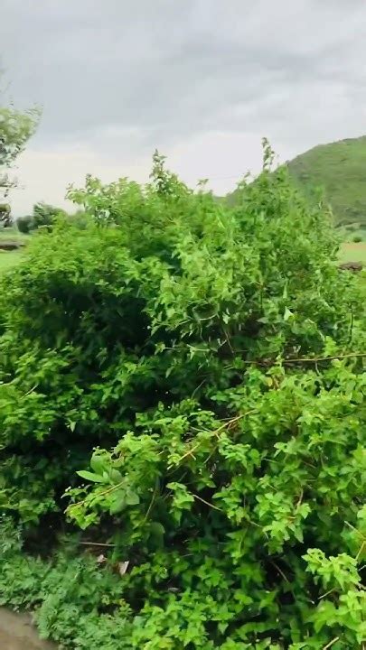 Today Weather At Gadoon Gandaf Road The Beautiful Nature Of Gadoon