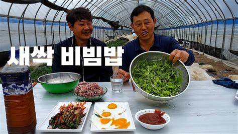 화분에 직접기른 싱싱한채소 봄향기 가득한 새싹 비빔밥 [korean Bibimbap With Sprouts] Youtube