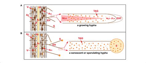 The Accumulation Of Nls In Extraradical Hyphae In A Growing Hypha A