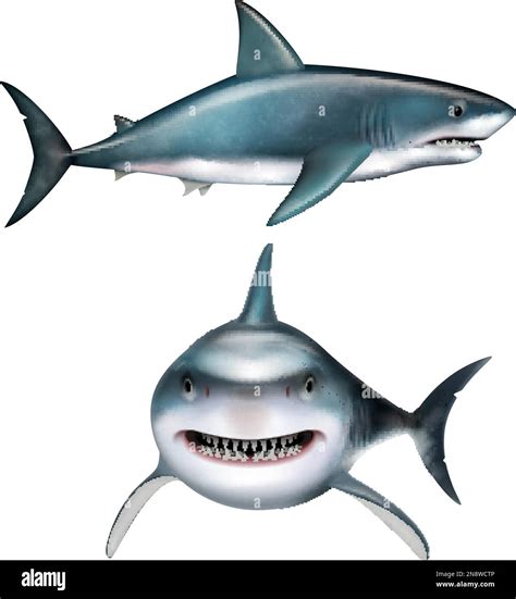 Shark Realistic Set With Predator Symbols Isolated Vector Illustration