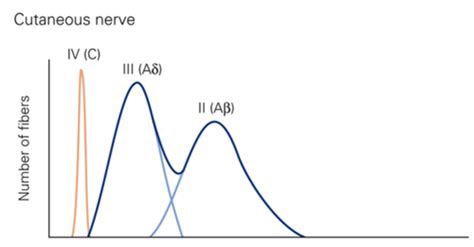 Somatosensory Flashcards Quizlet