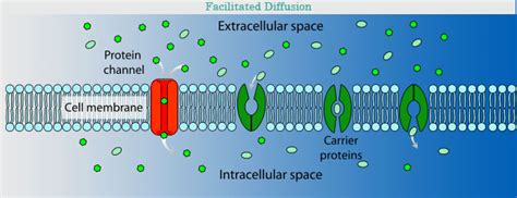Cell Membrane Processes All About The Cell