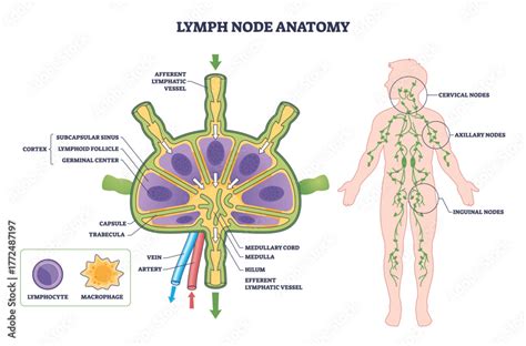 Lymph Node Anatomy Diagram Shows Structure And Lymph Flow Highlighting Cortex Medulla And