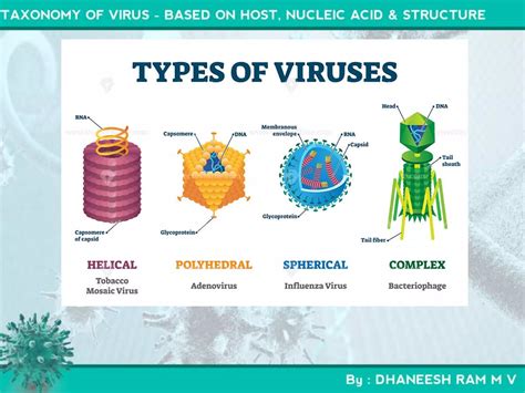 Classification Of Virus Based On Nucleic Acid Structure And Host Pptx
