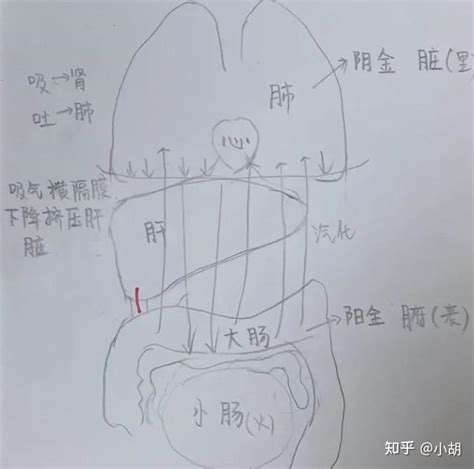 倪海厦针灸课笔记（9） 手阳明大肠经 知乎