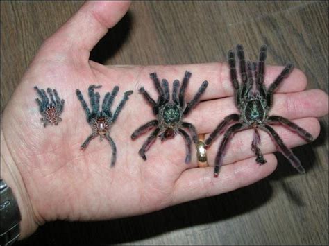 Pink Toe Tarantula Types