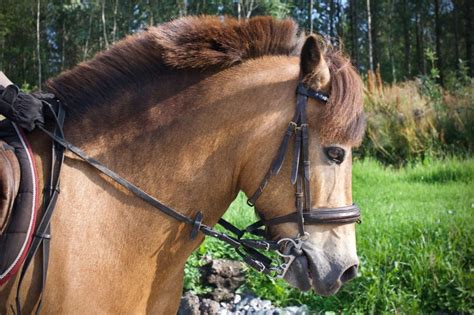 Les Mors De Filet Spéciaux Petit Galop