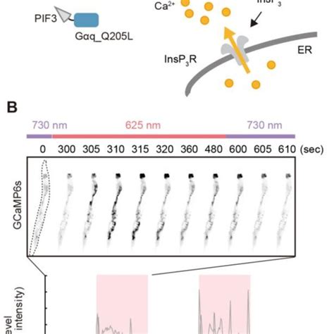 Light Induced Photoswitching Of Phybpif3 With The Synpcb System In C