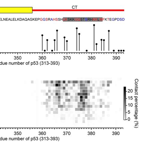 Binding Of Designed Peptides To The Monomeric Ct Domain Of P53 A Download Scientific Diagram
