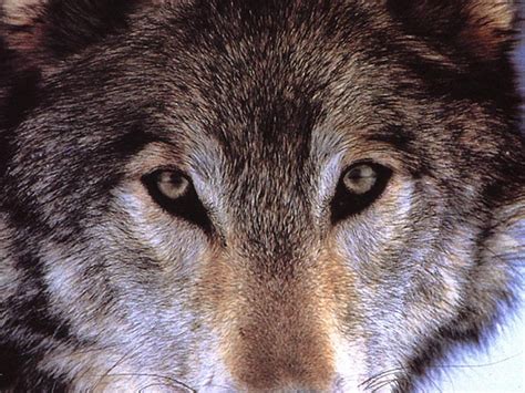 Lobos Lindos Imagui