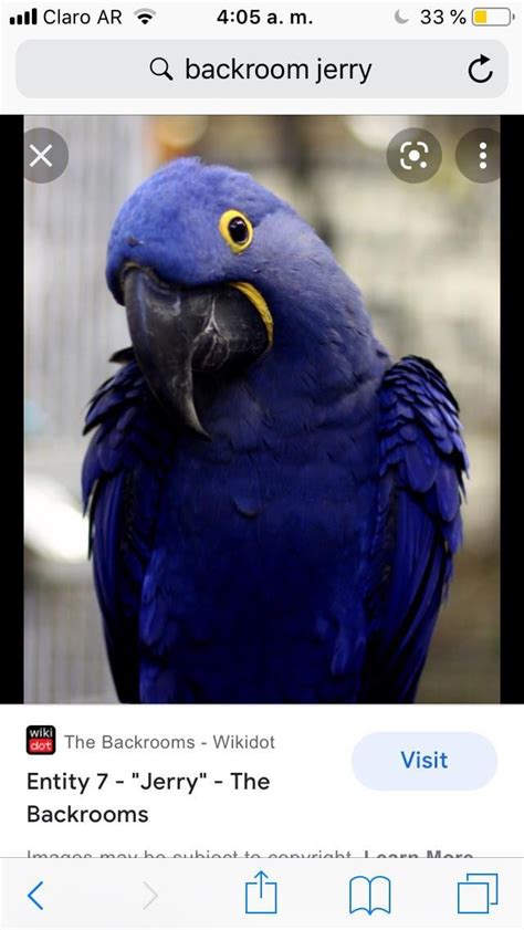 Entity 7 Jerry From The Backrooms Looks Like Your Bird But As A Parrot R Timeworkssubmissions