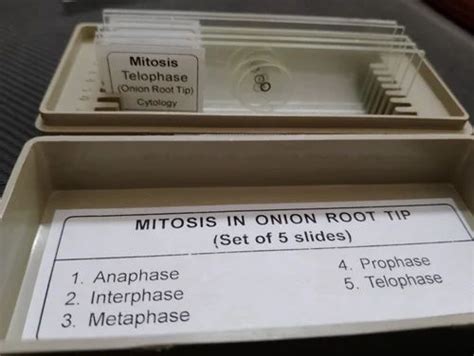 Glass Mitosis And Meiosis Slides Thickness Above 12mm At ₹ 550piece