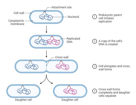 Reproduction Method Of Bacteria Binary Fission Conjugation