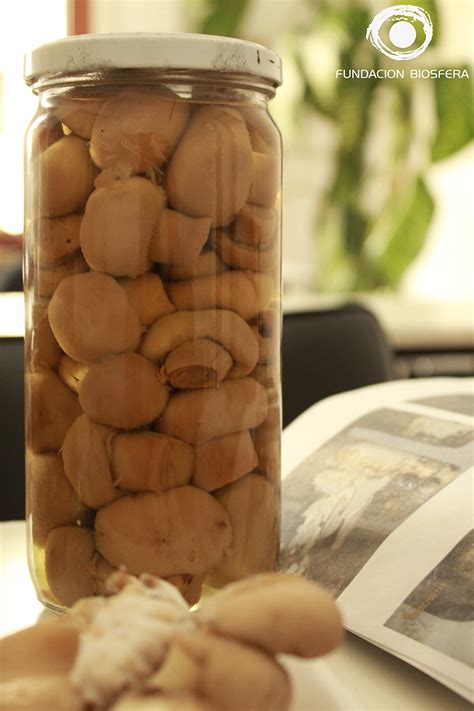 Cultivo De Hongos Comestibles Y Medicinales Fundaci N Biosfera