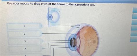 Answered Use Your Mouse To Drag Each Of The Terms To The Appropriate Kunduz