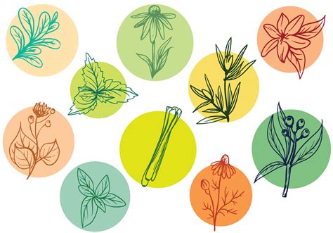 Herbs Vectors 123934 Vector Art At Vecteezy