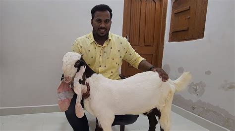 The King Of Gulabi Hyderabadi Goats India Mohammed Bullet YouTube