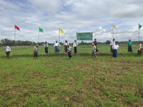 ငပုတောမြို့နယ် ကွင်းချောင်းကျေးရွာနှင့် တမန်ချောင်းကျေးရွာတို့တွင် သစ်စိမ်းမြေဩဇာကြဲပက်ပွဲ အခမ