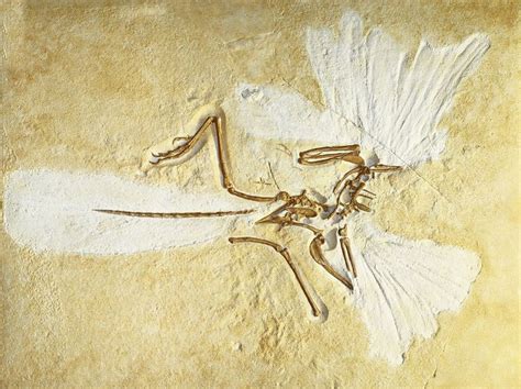Archaeopteryx Is Considered To Be One Of The Best Examples Of An At