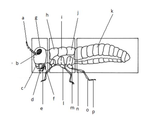 Labelling Of The Insect Diagram Quizlet