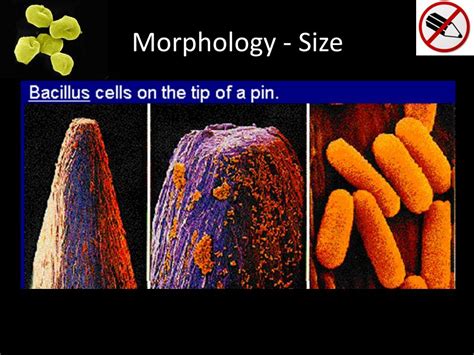 Ppt Comparing Archaea And Bacteria Powerpoint Presentation Free