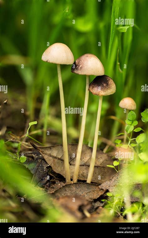 Saprotrophs Plants