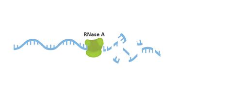 Rnase Solution Dnase Free 20mgml Gendepot