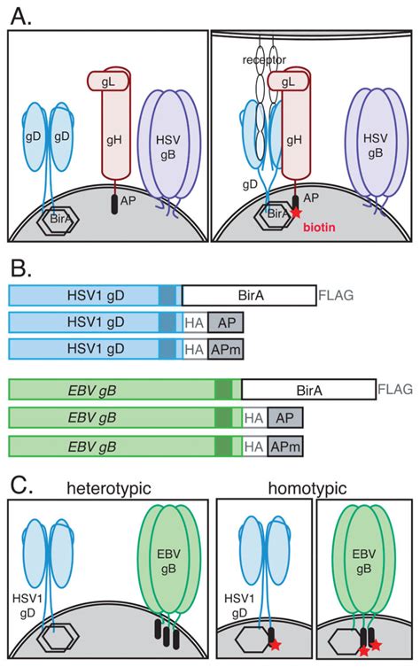 Proximity Biotinylation Prob Uses An Enzyme And Substrate Pair To