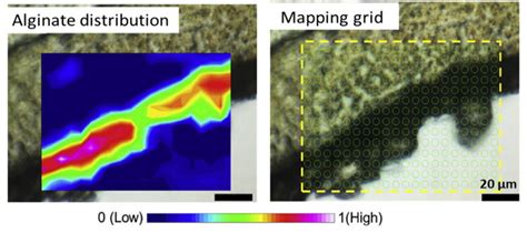 Synchrotron Fourier Transform Infrared Mapping Of Alginate Distribution Download Scientific
