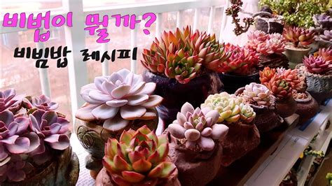 다육을 키운다면 꼭♥️보다다육비타민네 예쁜 다육으로 키운 흙배합🍀 Youtube