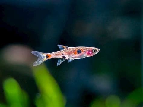 ᐉ Gourami Tank Mates 20 Best Fish Compatible with Gourami