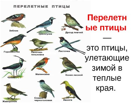 Птицы Зимующие В Беларуси Фото И Название — Картинки фотографии