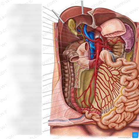 Abdominal Vassals 1 Diagram Quizlet