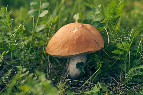 숲에서 자라는 생 Boletus 버섯 제철 버섯 따기 요리를위한 식용 맛있는 숲 버섯 숲 속 공터에 있는 커다란 흰 버섯 가을에