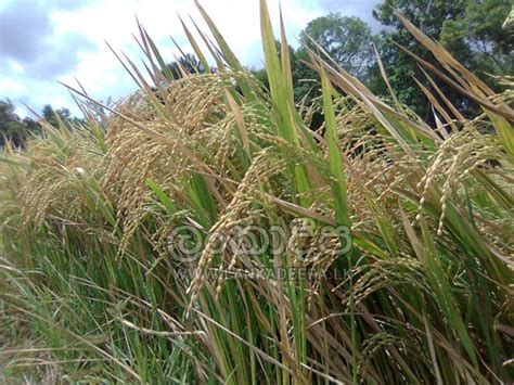 ජ වි පෙ ප්‍රා මන්ත්‍රීගේ කාබනික වගාව සරුවී Lankadeepa Online