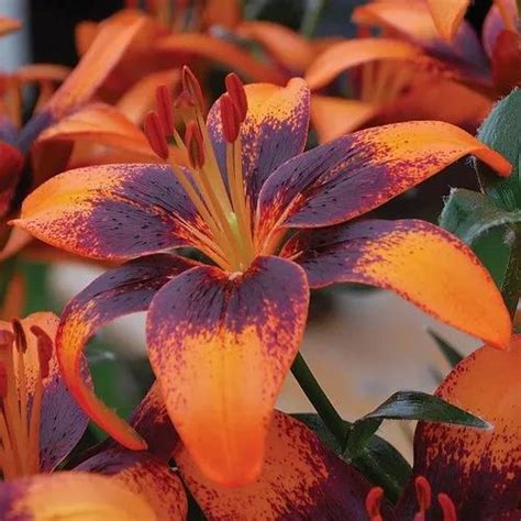 Lillium Or Asiatic Lily Flower Bulbs Or Corms At Rs 25piece Imported