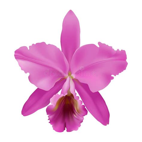 Flores Tropicales Del Cymbidium De La Orquídea Vector Ilustración Del