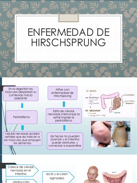Megacolon Congénito Pdf Anatomía Especialidades Medicas