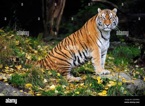 Siberian Tiger Panthera Tigris Altaica Adult Sitting In The Grass