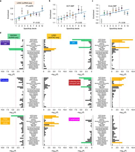 Single Cell Annotation Highlights Cell Type Convergence Of Kidney Download Scientific Diagram