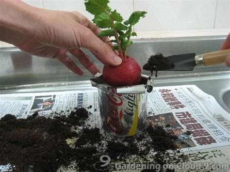 Diy Instructions Of Making Garden Container Using Soda Can Gardening