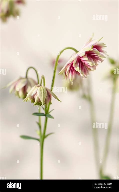 Close up of Aquilegia vulgaris 'Nora Barlow' in flower in spring Stock ...