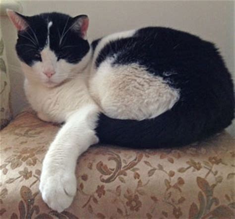 Cats Protection Caring For The Uk′s Cats Homing Neutering Raising