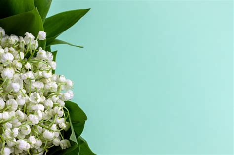 복사 공간이있는 민트 배경에 녹색 잎에 계곡의 흰색 백합의 꽃다발 선택적 초점 클로즈업 보기 0명에 대한 스톡 사진 및 기타