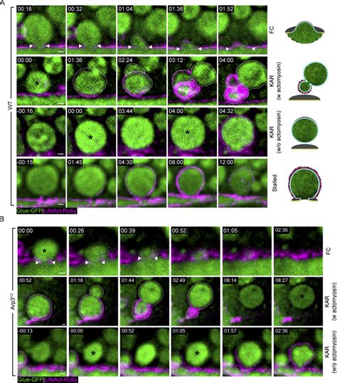 Branched Actin Polymerization Is Essential For Pore Expansion And Download Scientific Diagram