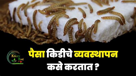 पैसा किडीचे व्यवस्थापन कसे करतातkisanraajfarminglifeshetkri