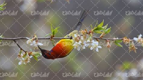 تصویر با کیفیت شکوفه بهاری همراه با پرنده زیبا و فصل بهار ایران طرح